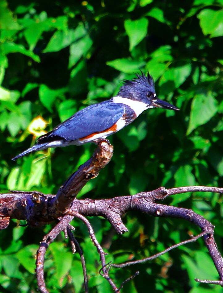 belle isle wildlife.detriot,mich: cedar waxwing.rusty blackbird.blue ...