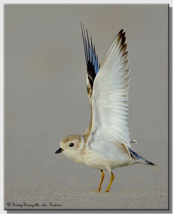 Piping Plover Full Wing Stretch: Piping Plover full wing stretch. I ...
