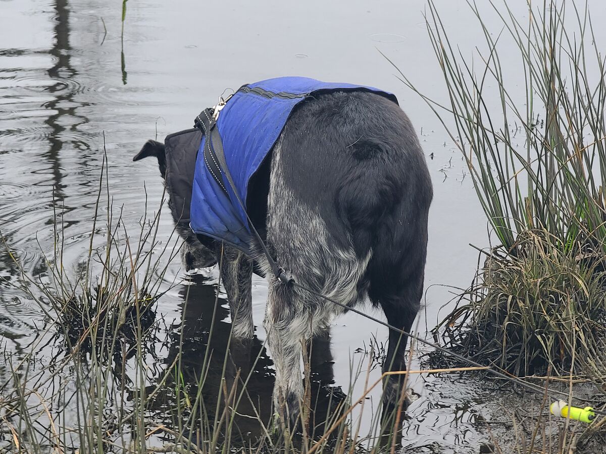 Challenge: FreeSunday - February 18, 2024 (Page 3): Some from this ...