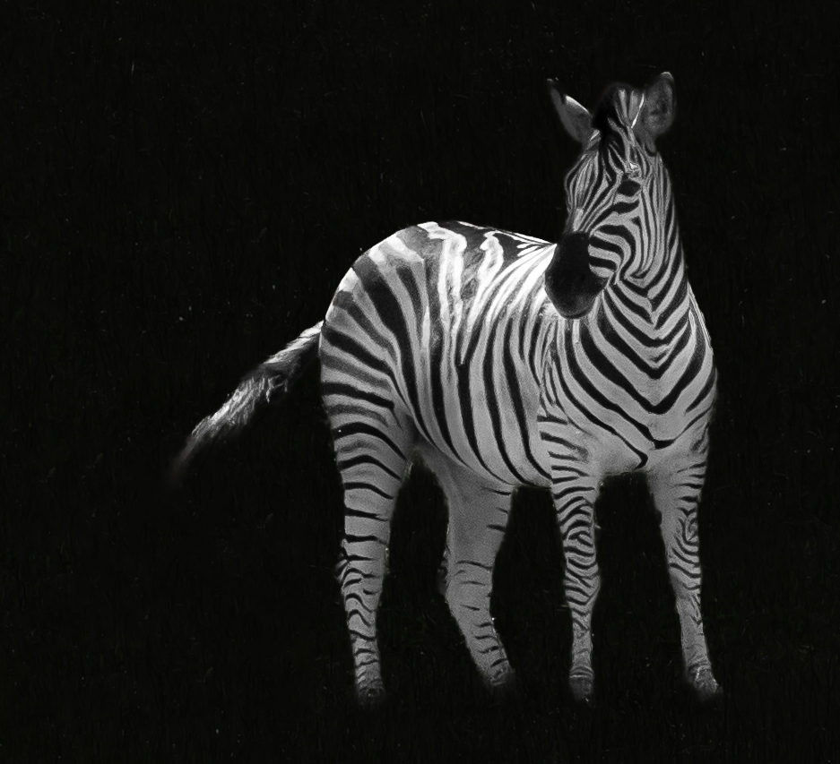 Zebras in black and white: 1These images were taken at Wild1life Safari ...