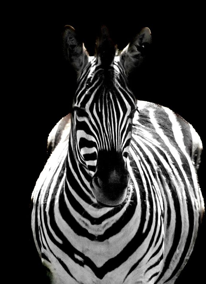 Zebras in black and white: 1These images were taken at Wild1life Safari ...
