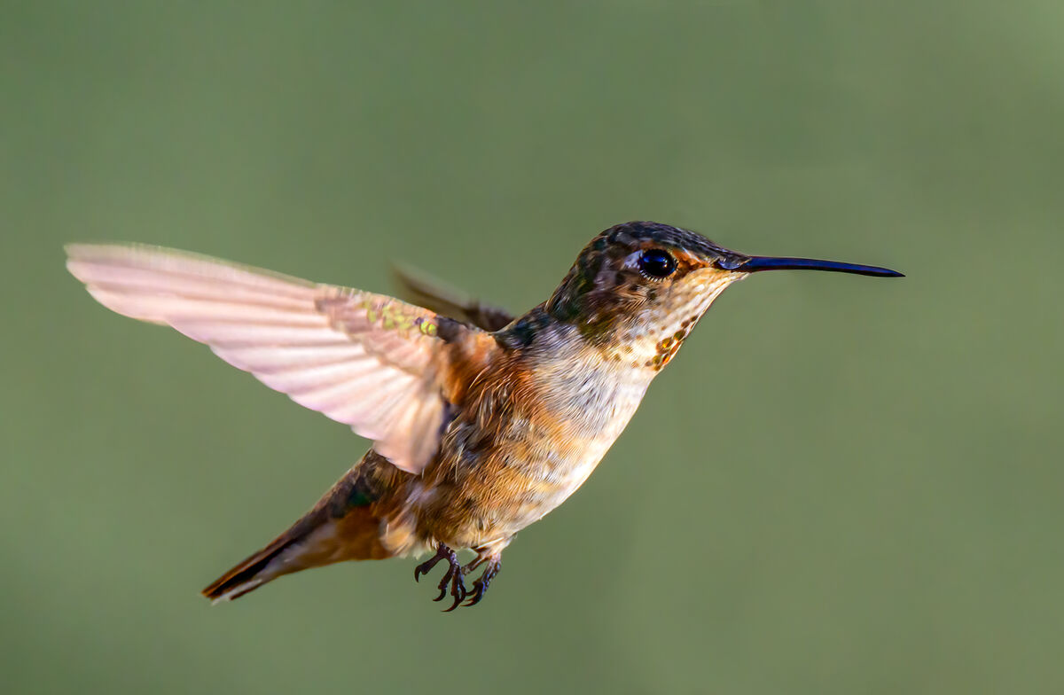 Jan the Jewel: Our tiny Rufous Hummingbird we named Jan remains a ...