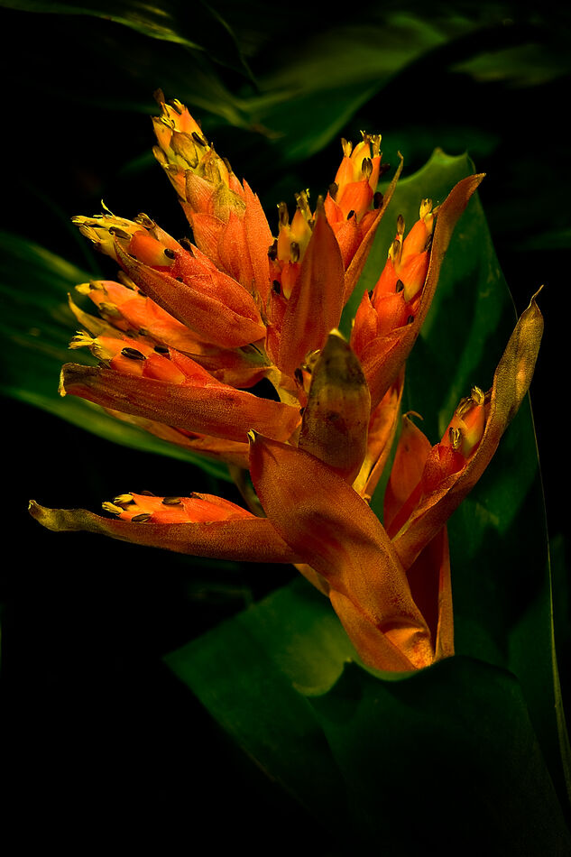 Missouri Botanical Gardens Part 1 of 4 Circa 3-20-2010: All images ...