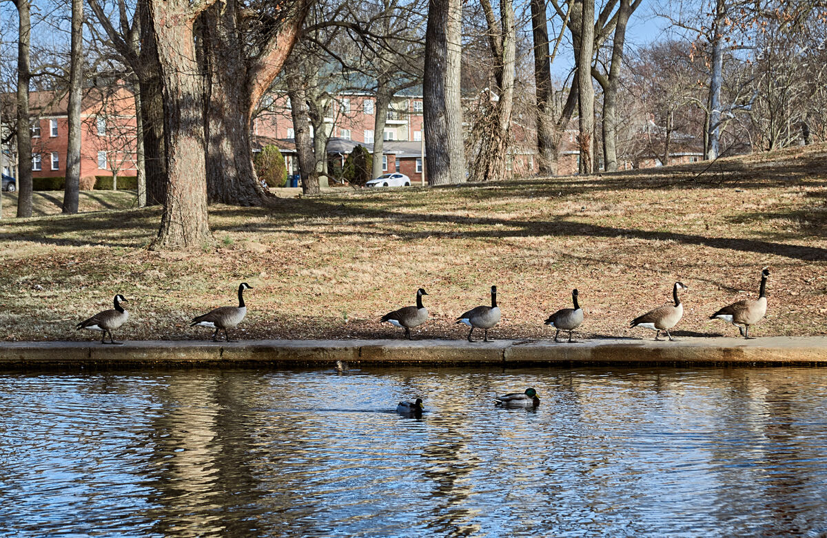 Geese on Parade: Sittin' on the bench at the park today. A flock of ...