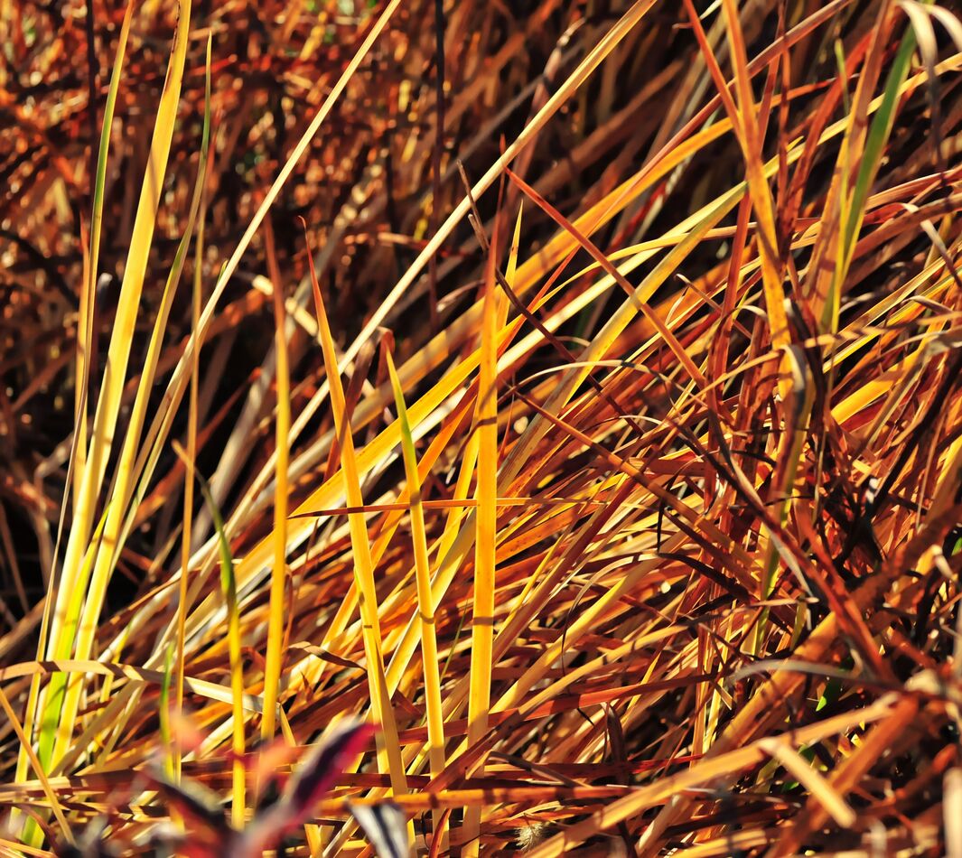 Near Autumn's End: Dried Up Beauties: Still powerfully beautiful ⭐⭐⭐...