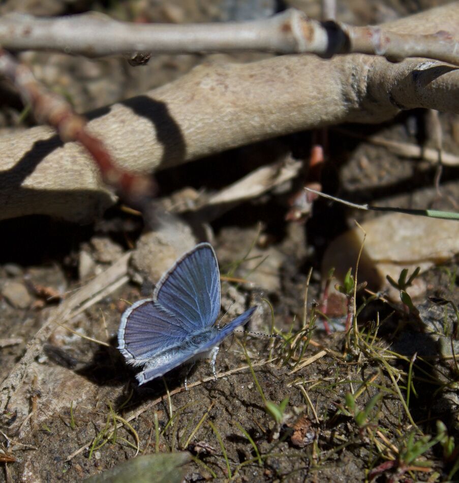 Butterflies: I enjoy photographing butterflies. 🦋 They generally fly ...