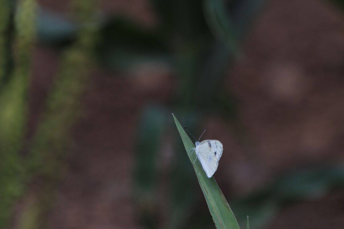Butterflies: I enjoy photographing butterflies. 🦋 They generally fly ...