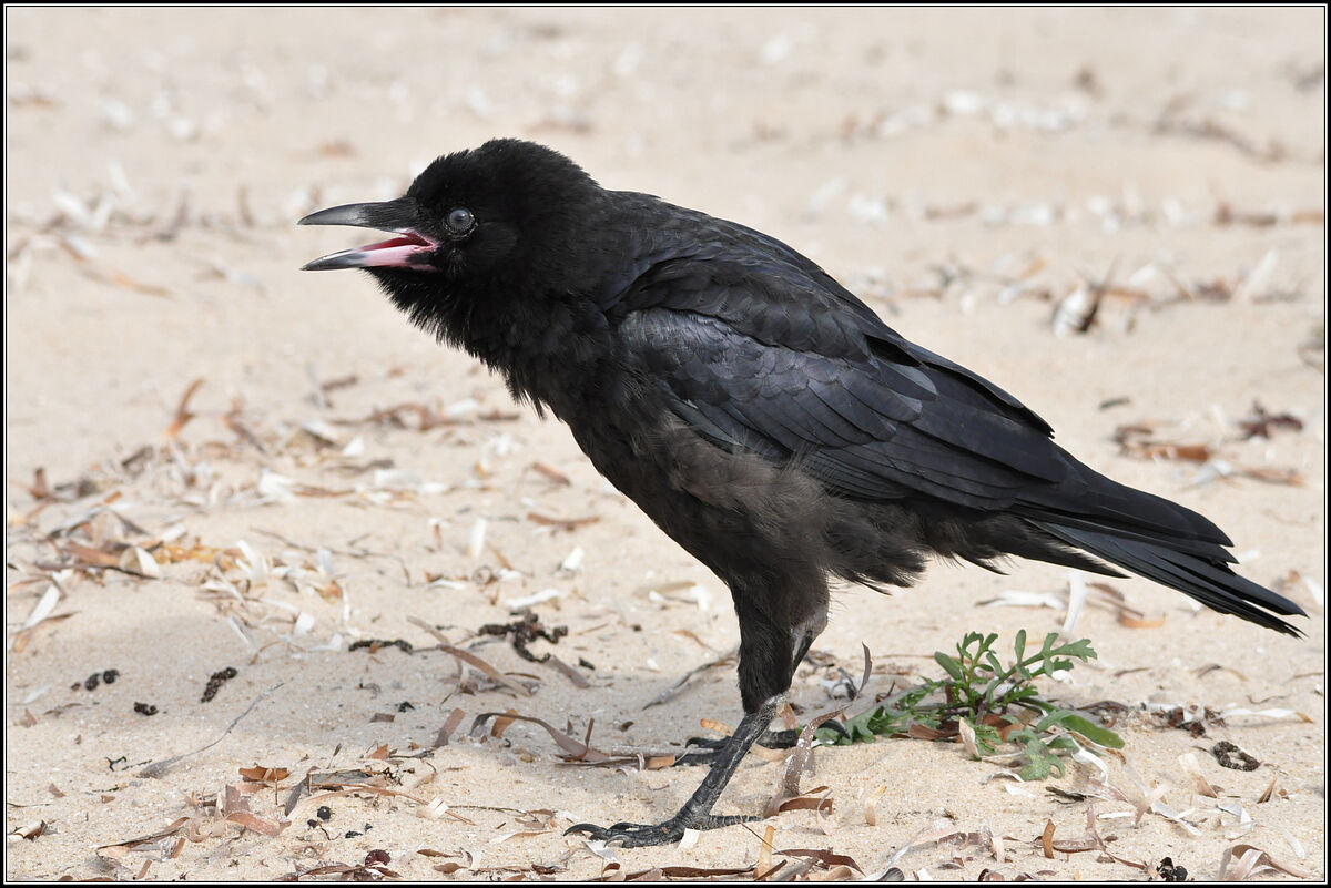 Juvenile Torresian Crow (Corvus orru): This youngster followed me along ...