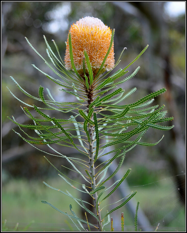 Banksia: One of our favourite flowers. Banksia spinulosa, the hairpin ...