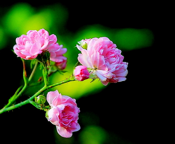 "Rosa Gallica L. French Rose.": Lens: Canon EF-S 55-250mm, IS, II ...