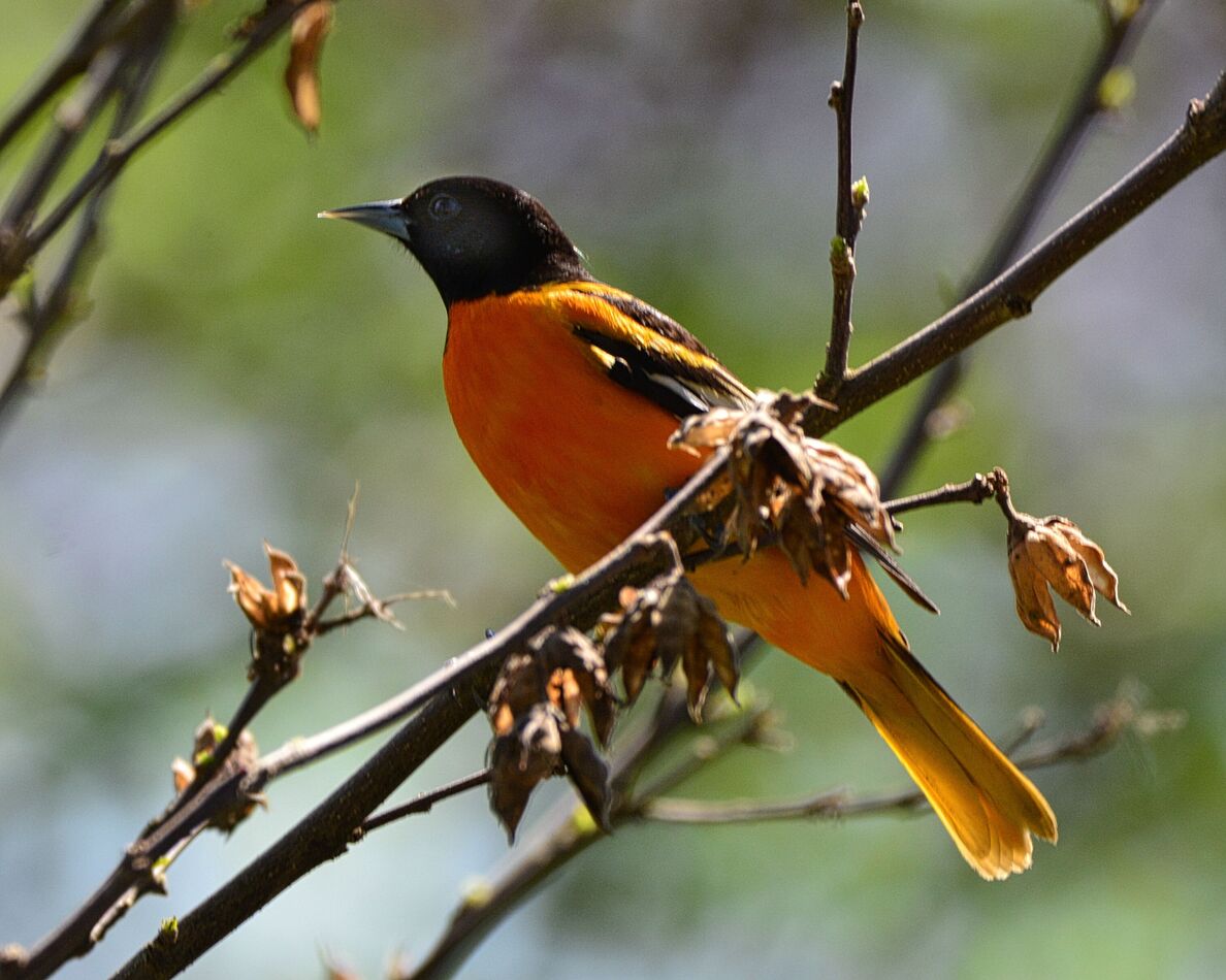 Oriole visit, part 2: Two times in one year 🧡🧡🧡...