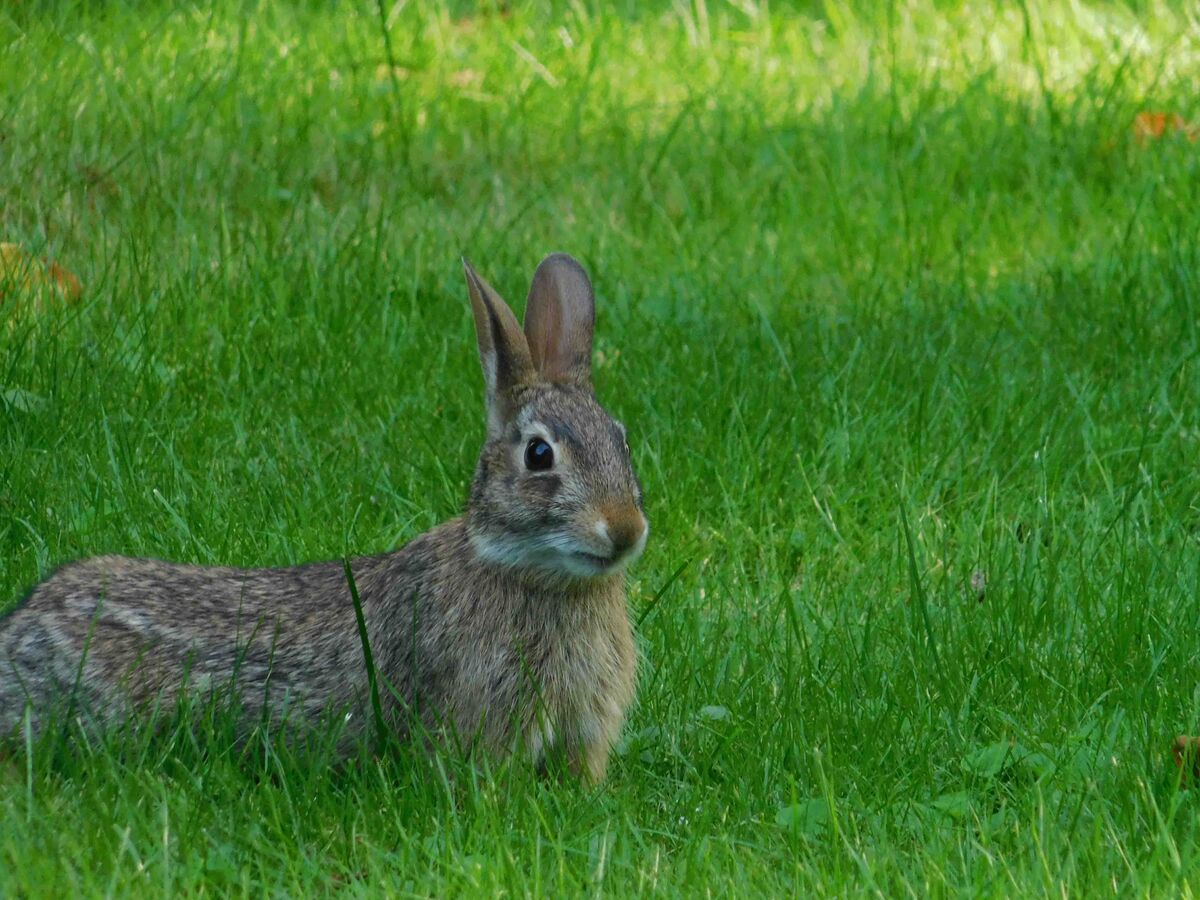 Weird Wabbit: Over the years we've had a lot of bunnies in the yard ...