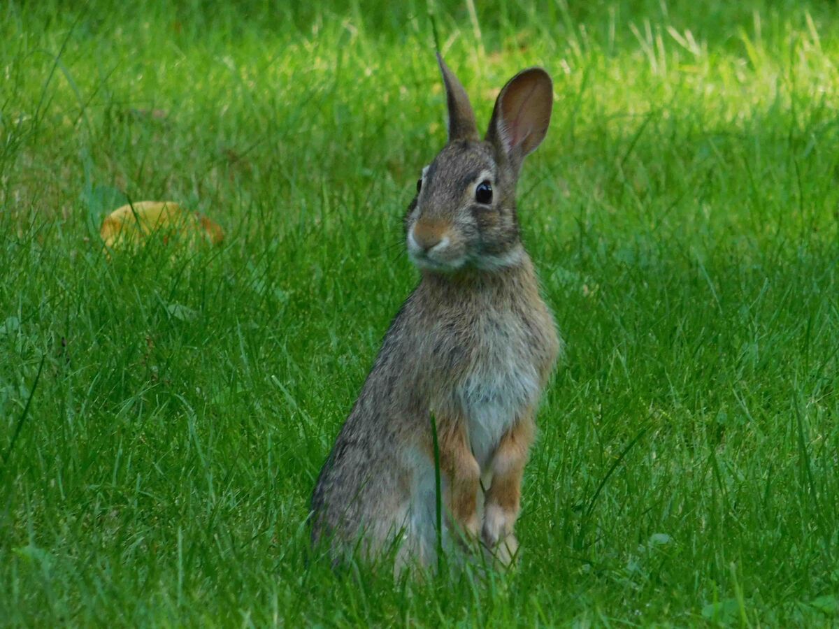 Weird Wabbit: Over the years we've had a lot of bunnies in the yard ...