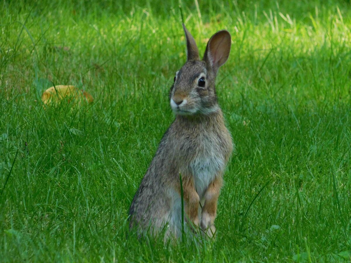Weird Wabbit: Over the years we've had a lot of bunnies in the yard ...