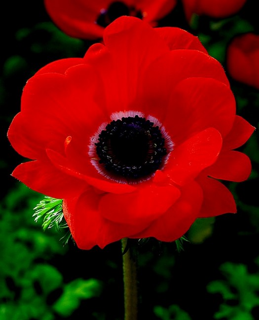 "Anemone Coronaria L. Poppy Anemone.": Lens: Canon EF-S 55-250mm, IS ...