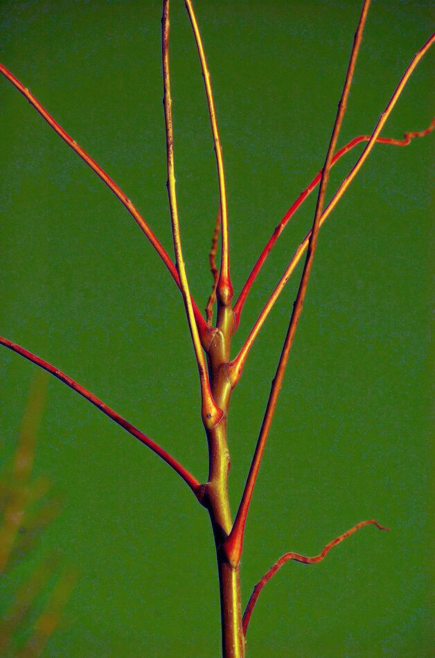 Neon, almost 🌈🌈🌈: Some dazzlers on the spectrum of color :sm04:...