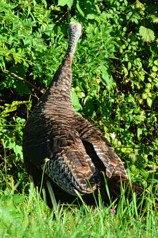 Wild Turkeys: Kingsbury Wildlife Area, Kingsbury, Indiana :sm24: :sm24 ...