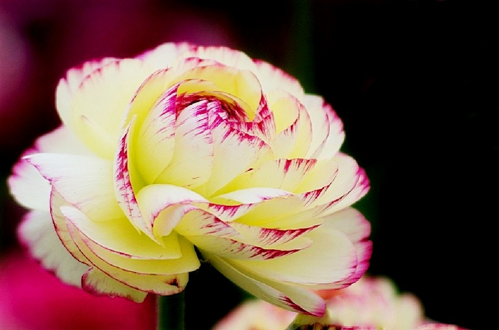 "Ranunculus asiaticus L. Persian buttercup.": Lens: SMC Takumar F 70 ...