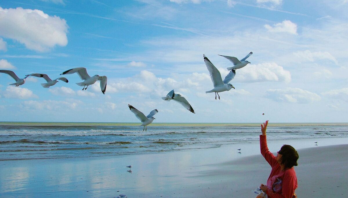 More Bird Feeding Time On The Beach: If it's a long walk that day, we ...