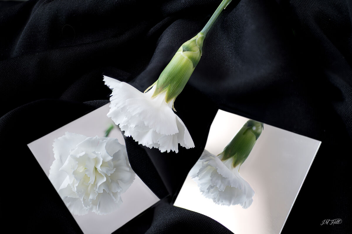 Viewing all sides: Using mirrors. Natural lighting. Focus stacking 9 ...