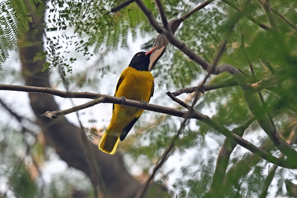 Birds of Kolkata lake (Bengal, India) - set 2: The evolution of the ...