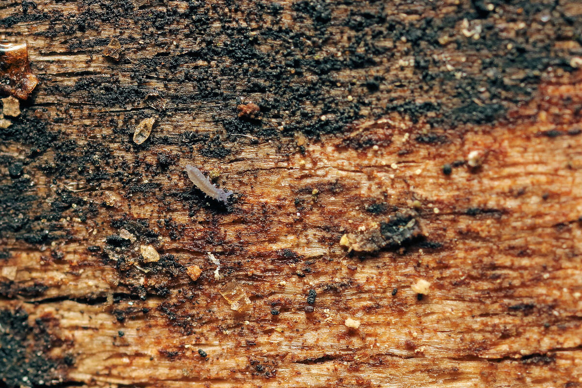 beautiful day,took a few minutes to shoot some mites: and springtails ...