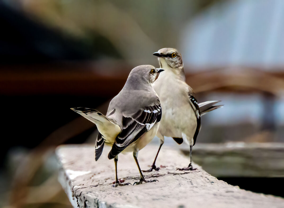 Mocker Stare Down: Yes, there was a fight between these Northern ...