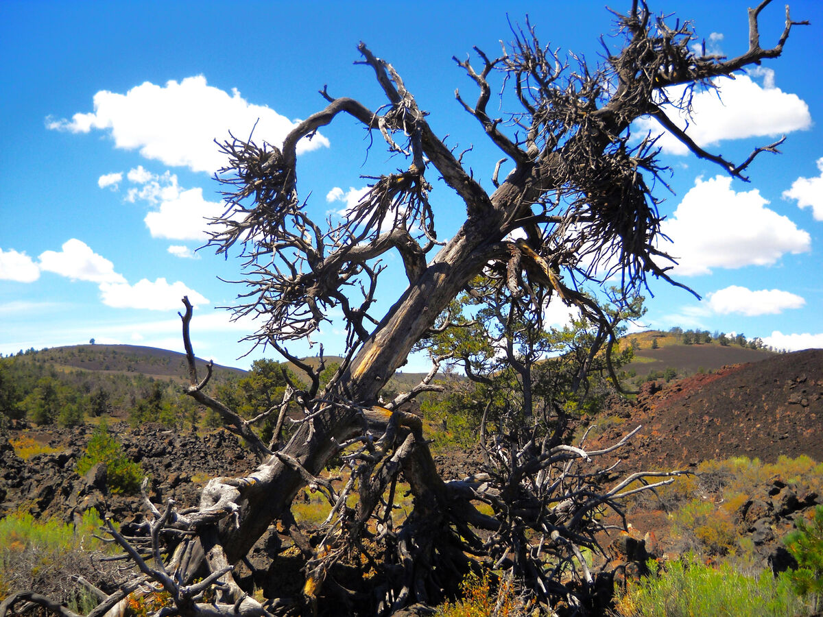 Walking Tree: Ent on the move?