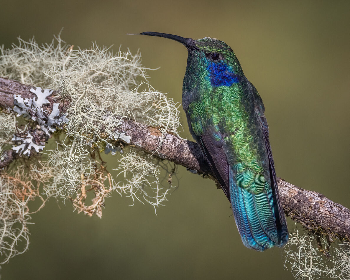 Lesser Violetear Hummingbird: One of the hummingbirds in Costa Rica.