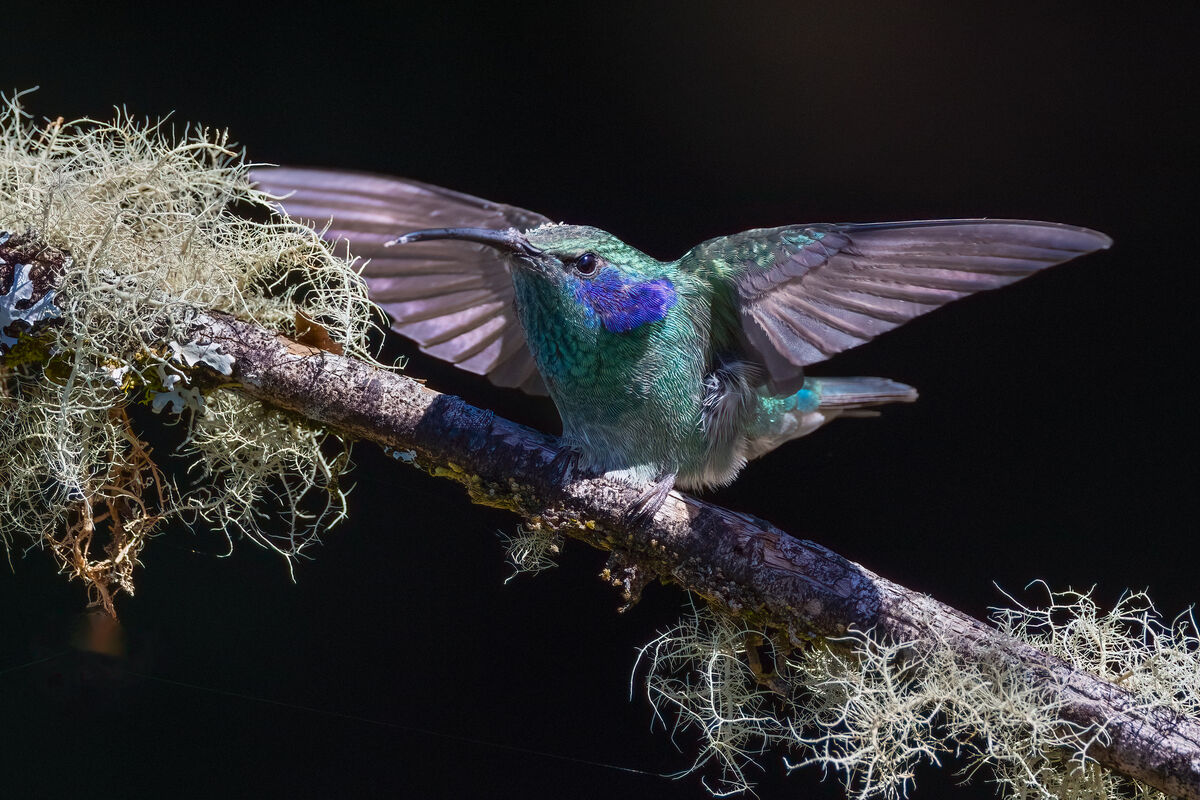 Lesser Violetear Hummingbird: One of the hummingbirds in Costa Rica.