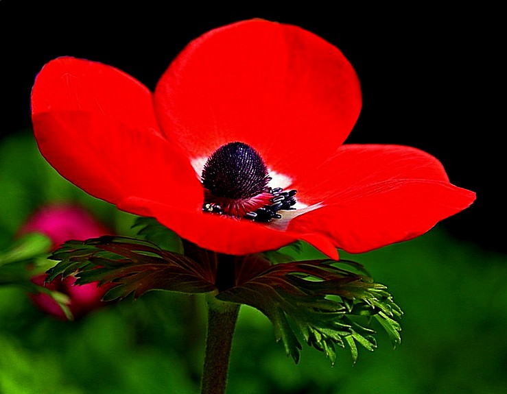 "Anemone Coronaria L. Poppy Anemone.": Lens: Canon EF-S 55-250mm IS ...