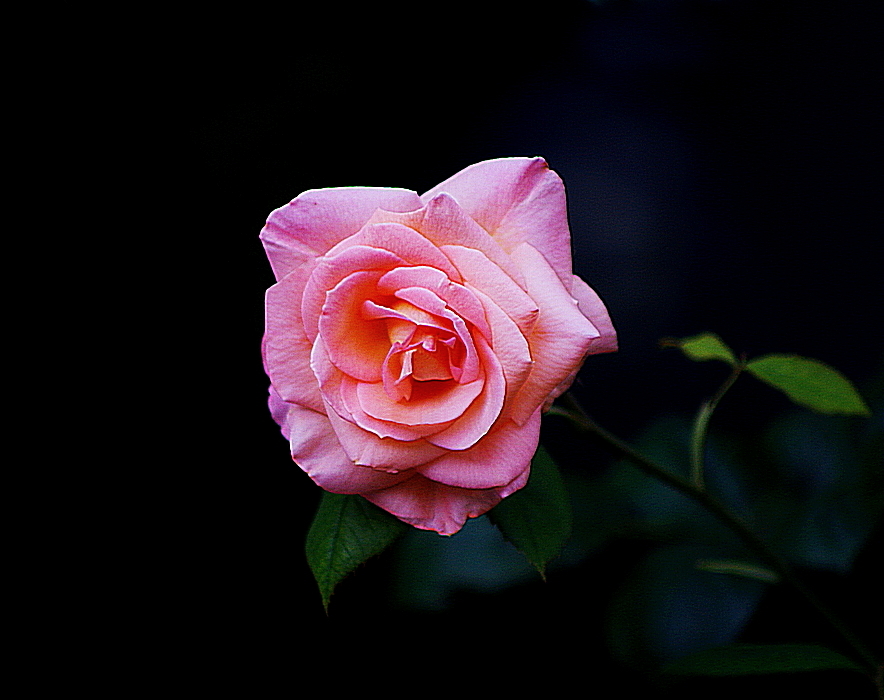"Rosa Lucieae Franch. & Rochebr. ex Crép. Wichura's Rose.": Lens: Vivitar VC (Kiron) 75-205mm ...