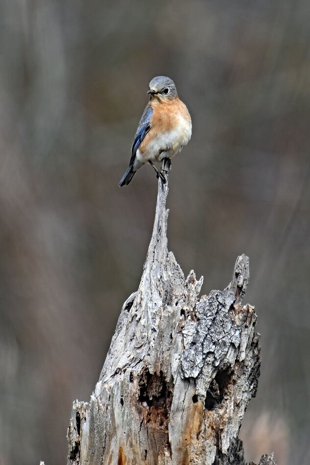 Eastern bluebird contemplates dead wood: Lake Betz, central NC. Mid-Feb ...