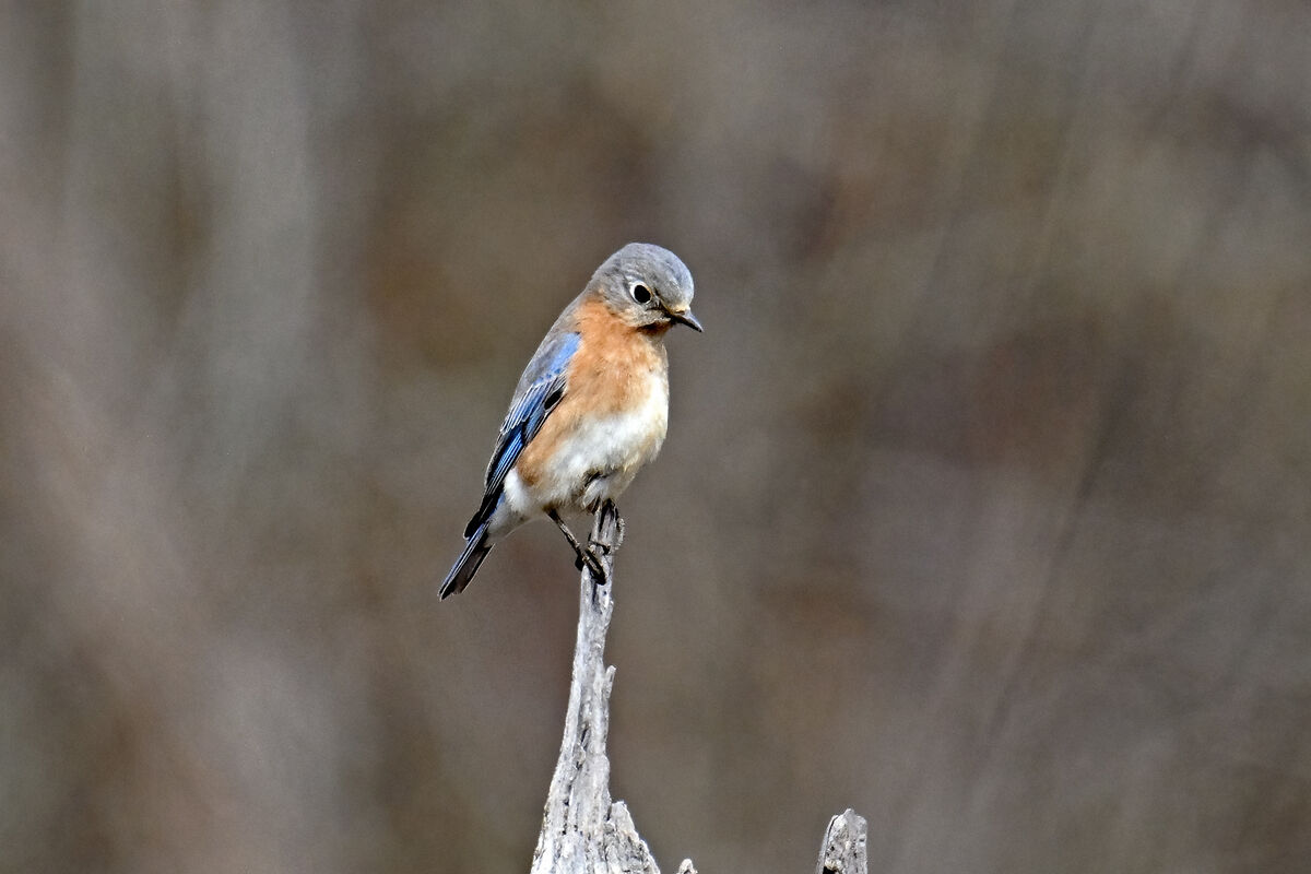 Eastern bluebird contemplates dead wood: Lake Betz, central NC. Mid-Feb ...