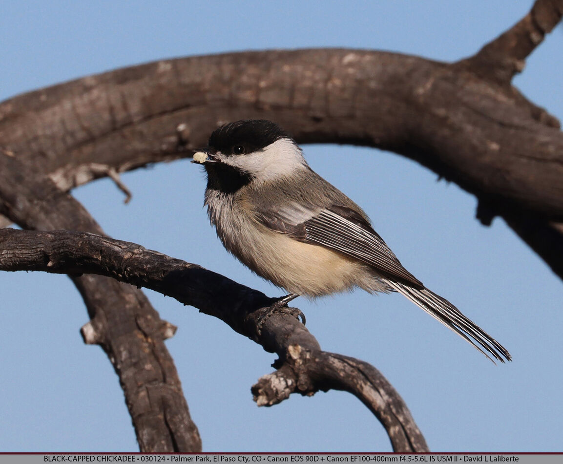 Black-capped Chickadee - Palmer Park, Colorado Springs: Black-capped ...