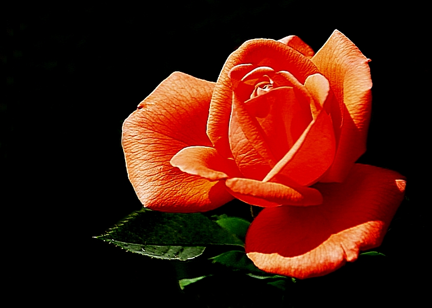 "Rosa Bridgesii Crép. ex Rydb. Pygmy Rose.": Lens: Canon EF-S 55-250mm ...