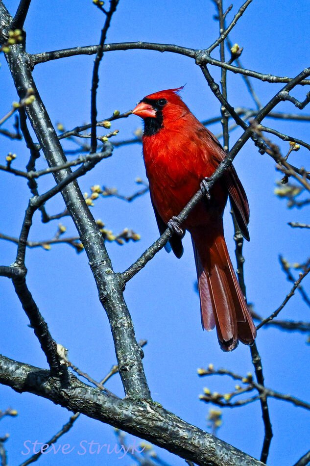 Happy Hour/Golden Hour Cardinal: Taken from our patio during happy hour ...