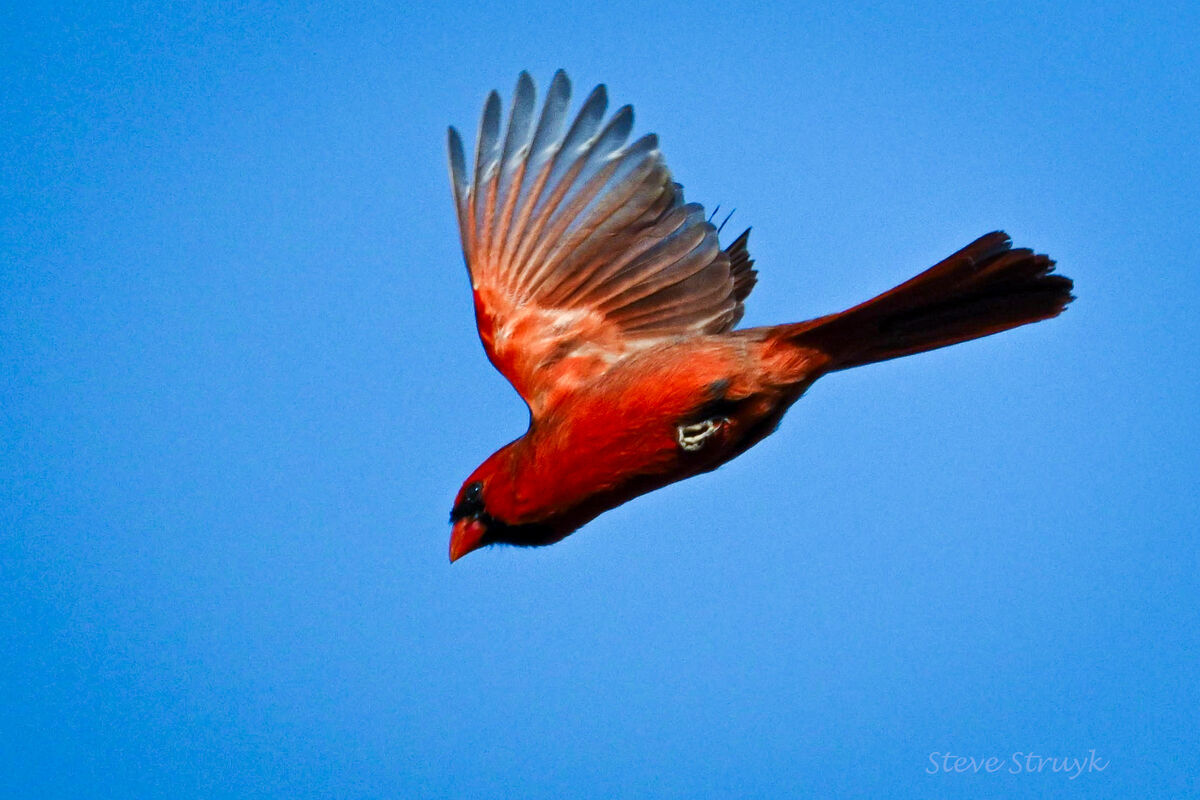 Happy Hour/Golden Hour Cardinal: Taken from our patio during happy hour ...