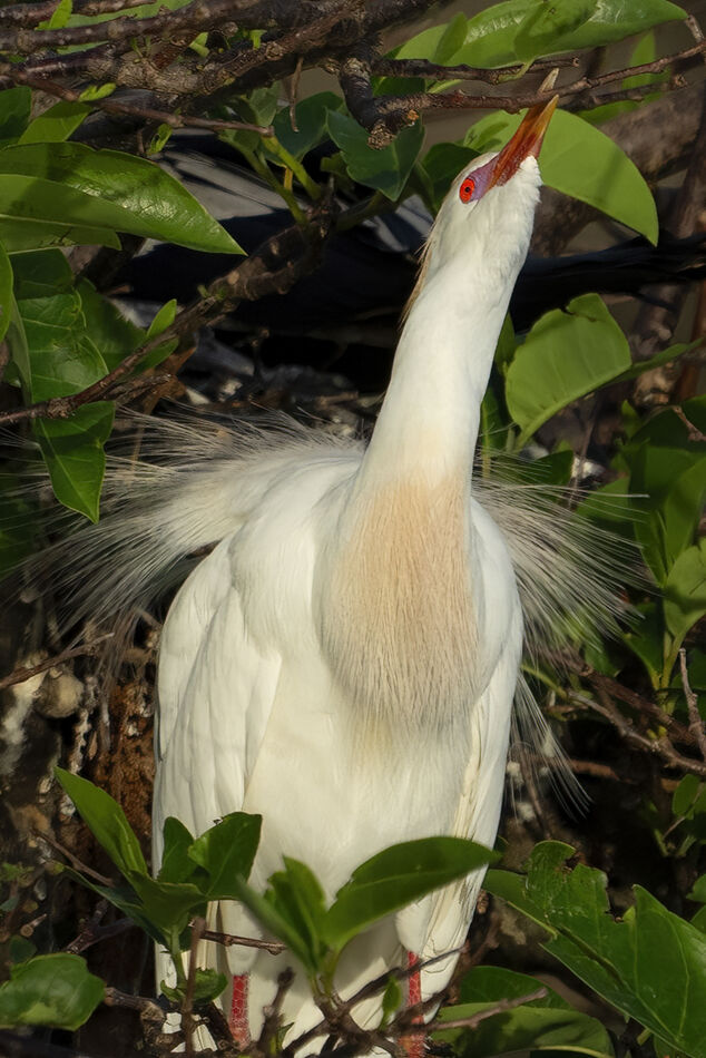 Cattle Egret Mating stance: Cattle Egret Mating stance. I have seen ...