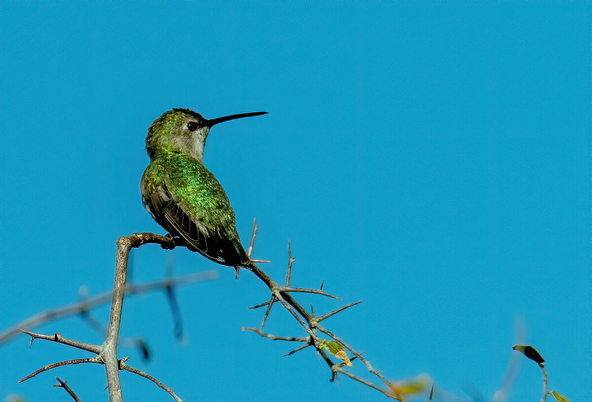 Hummingbirds: The Hummingbirds are coming back...