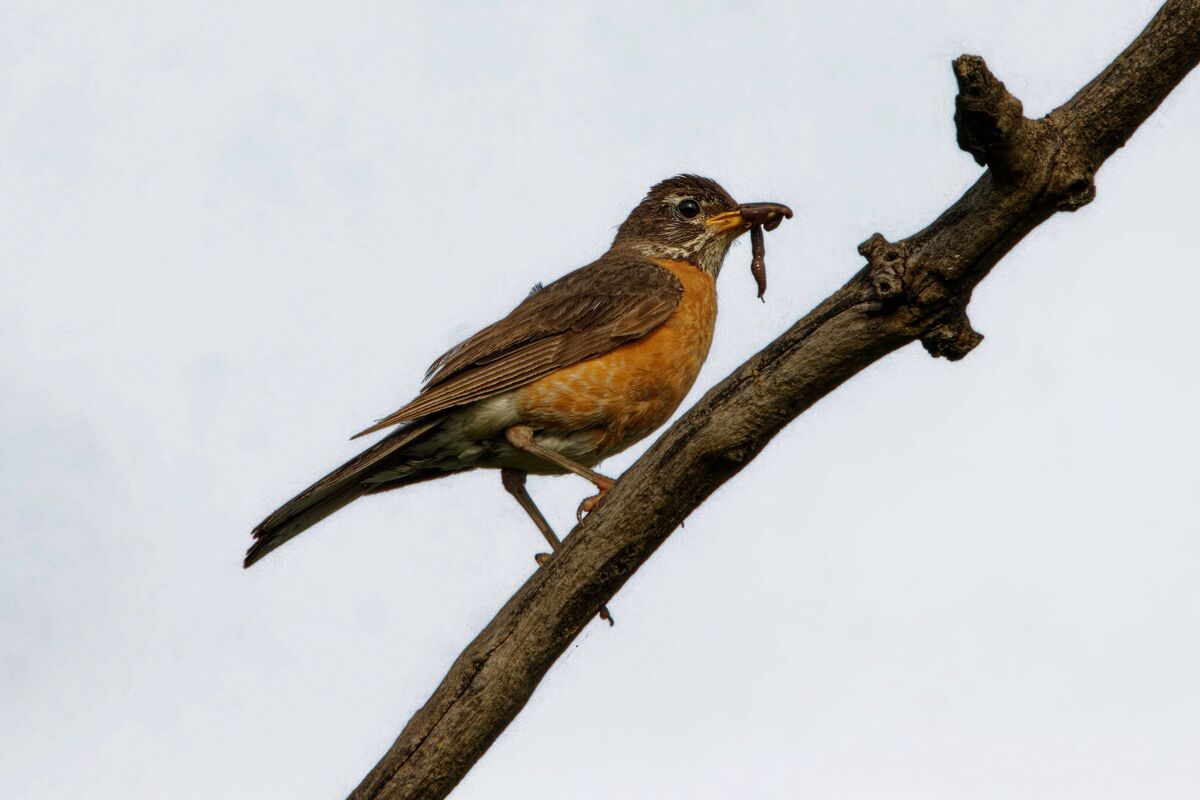 belle isle wildlife.detriot,mi: yellow rump.king bird.barn swallow ...