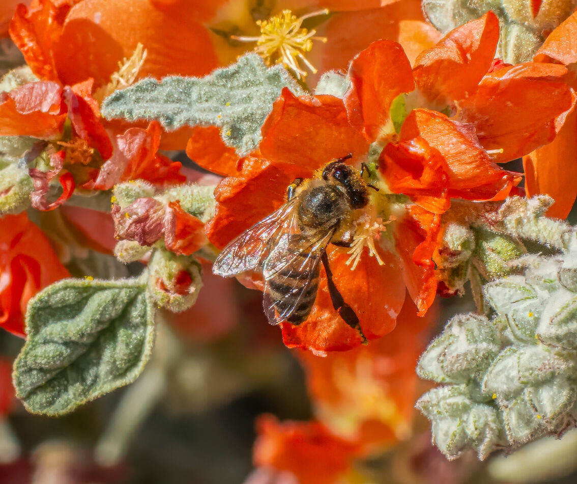 Back yard bees: Finally. Shot 15 minutes ago. Wild bees only, no ...