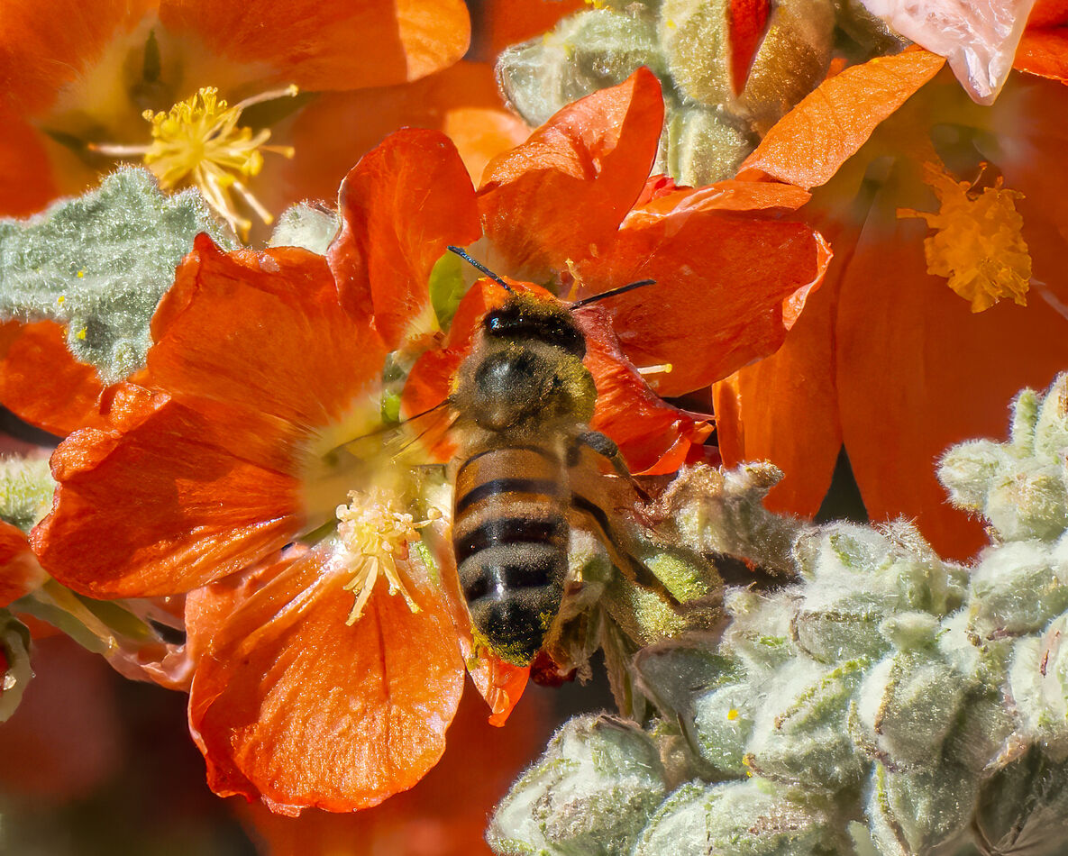 Back yard bees: Finally. Shot 15 minutes ago. Wild bees only, no ...