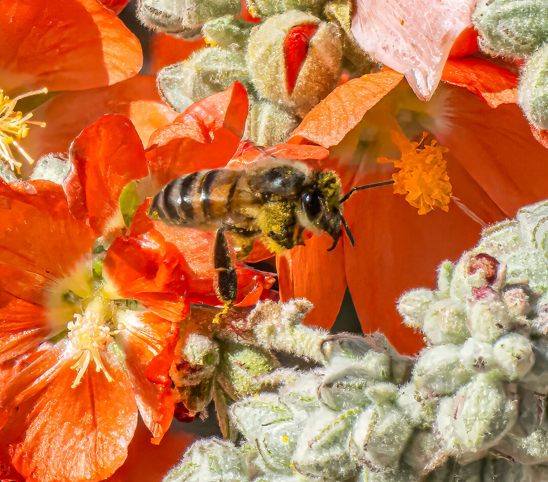 Back yard bees: Finally. Shot 15 minutes ago. Wild bees only, no ...