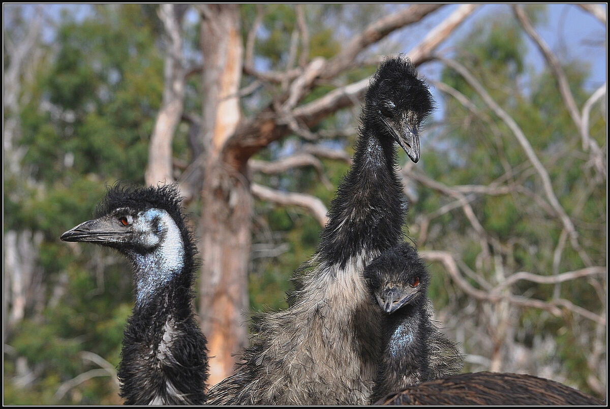 Emus: A few Emus...the one in the portrait was walking along side of me ...