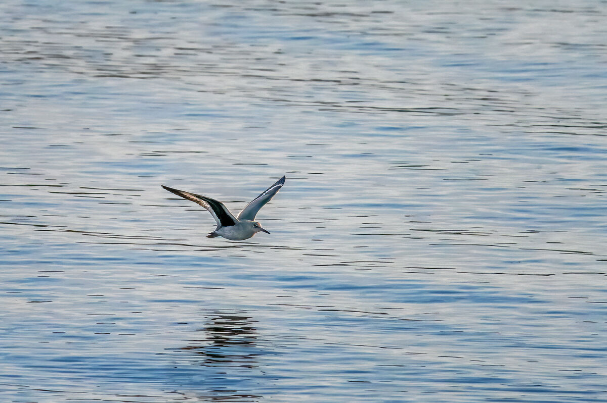 Willet: I followed this guy as he flew towards me, and came in for a ...