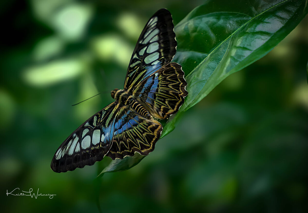 Butterfly: A colourful Butterfly at the edge of a leaf with its wings ...