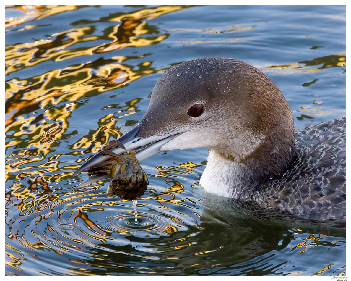 Early breakfast in the cold morning: Loon catching a snack...