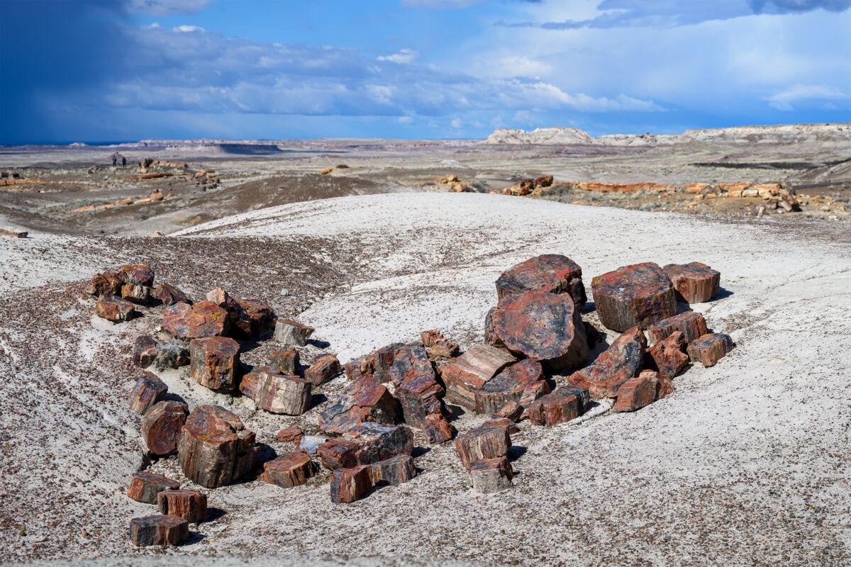 More Stoned Trees: This is the Crystal Forest area of the Petrified Forest.