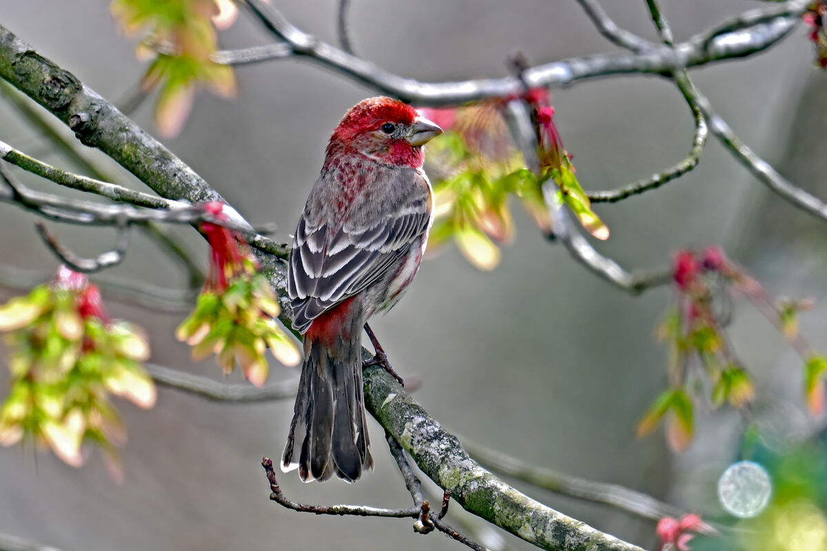 House finch and tufted titmouse: Backyard, Cary, NC. March 21st, 2024 ...